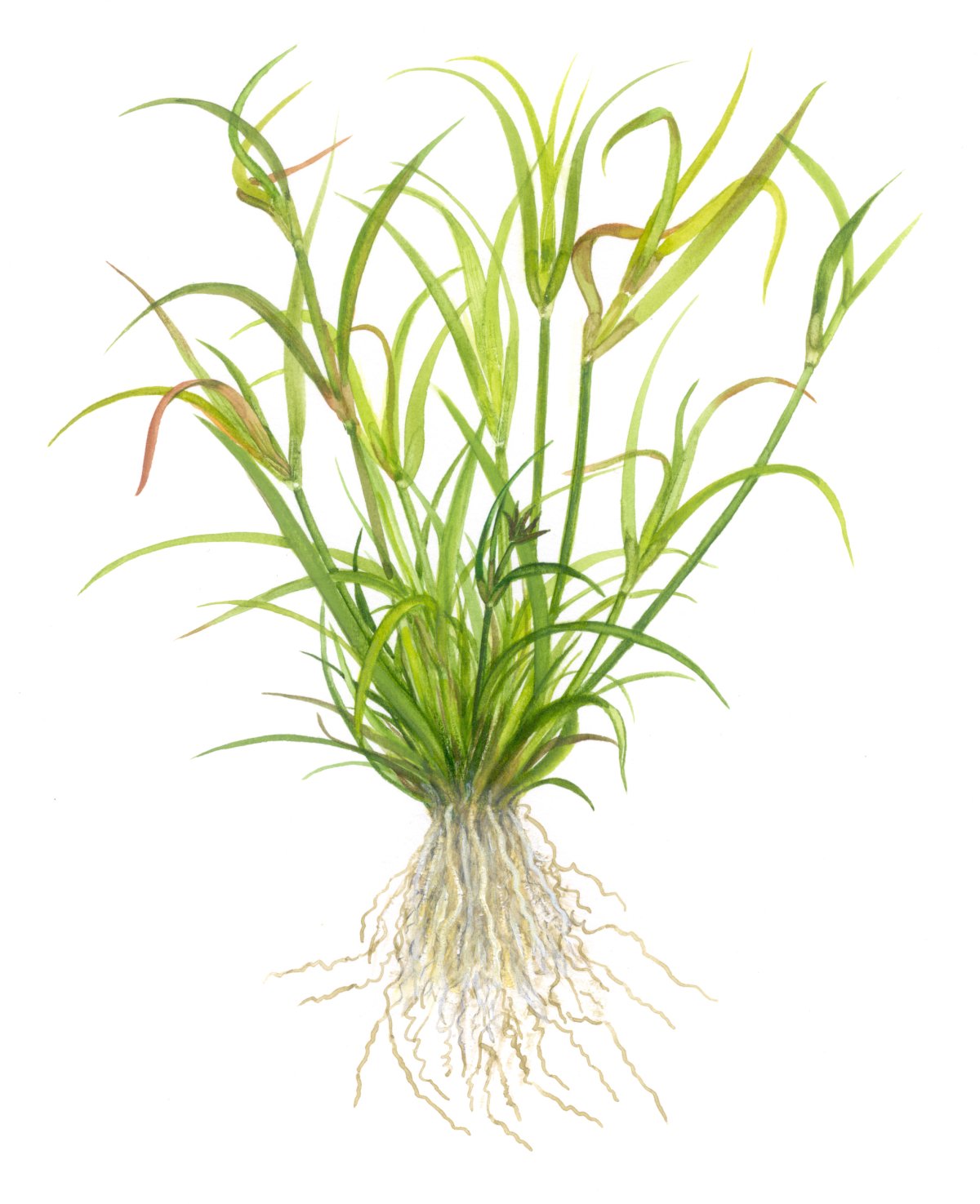 1-2-Grow Tropica Juncus repens - 1-2-Grow - AkvarieButikken ApS