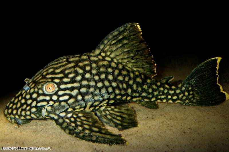 L330 - Panaque sp. nigrolineatus 25 cm Watermelon pleco. - Sugemaller ...
