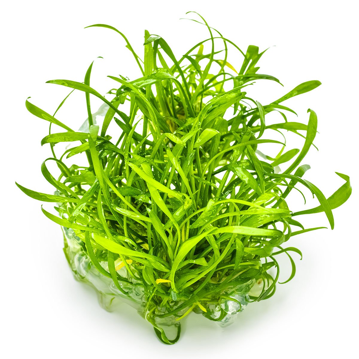 1-2 Grow-Tropica Cryptocoryne parva - 1-2-Grow - AkvarieButikken ApS