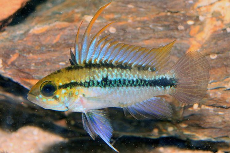 Apistogramma trifaciata Pr.par. - Dværg cichlider - AkvarieButikken ApS