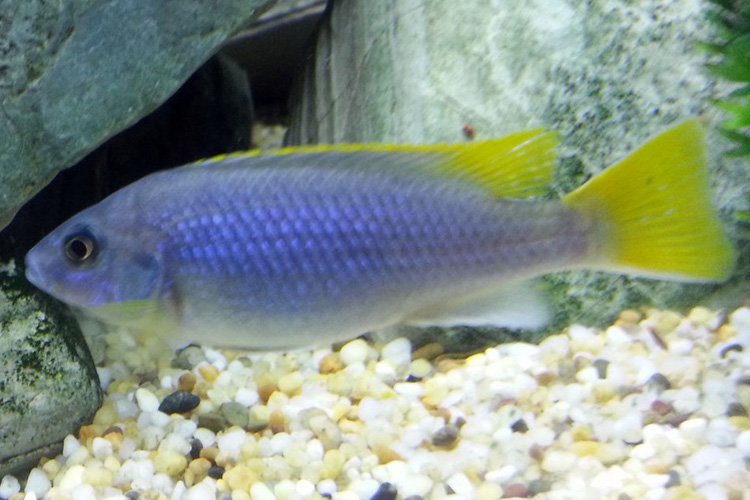 Pseudotropheus acei chinteche 5-6 cm. 5 stk - Stort udvalg i Cichlider