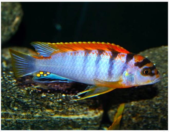 Labidochromis sp hongi. 5 stk - Stort udvalg i flotte Malawi Cichlider
