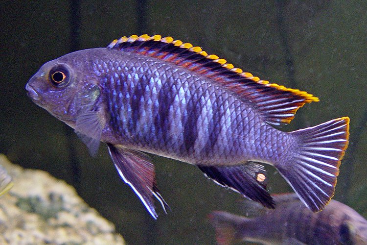 Pseudotropheus tropheops chilumba 4-5 cm. 5 stk - Flotte Malawi Cichlider