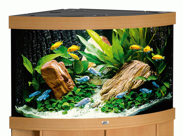 Juwel Trigon 350 bøg