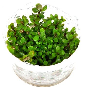 Tropica 1-2-Grow. Rotala 'Bonsai'